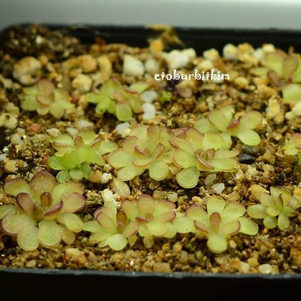 Pinguicula Reticulata | Et Yiyen Bitki