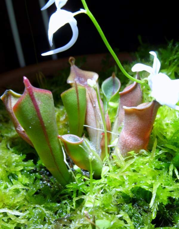 etobur bitkiler | Et Yiyen Bitki