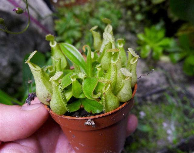 Nepenthes Tohum Kiti | Et Yiyen Bitki