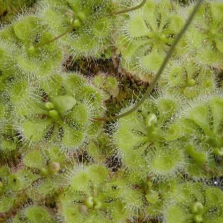 Drosera Burmannii | Et Yiyen Bitki