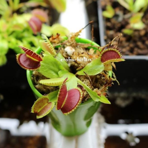 et-yiyen-bitki | Et Yiyen Bitki