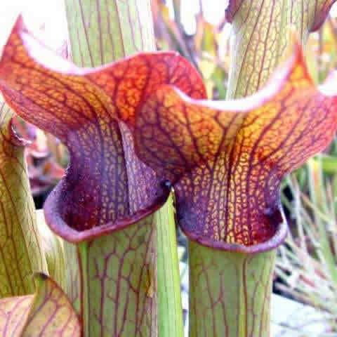Sarracenia Rubra ssp. gulfensis Fat Pitchers | Et Yiyen Bitki