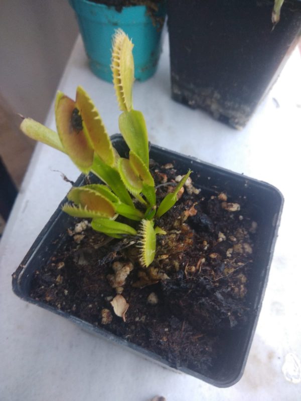 Dentate Sinek Kapan Venus Fly Trap | Et Yiyen Bitki