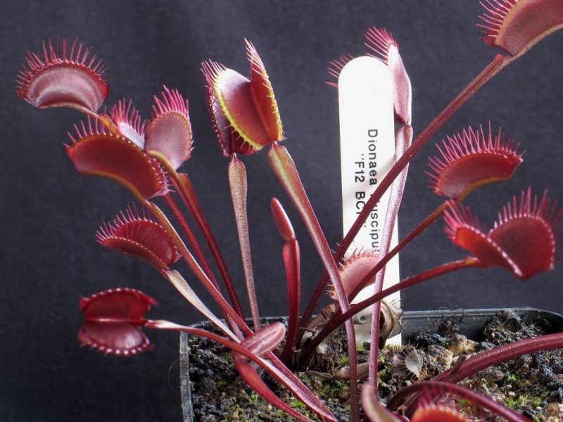 Akai Ryu Sinek Kapan Venus Fly Trap | Et Yiyen Bitki