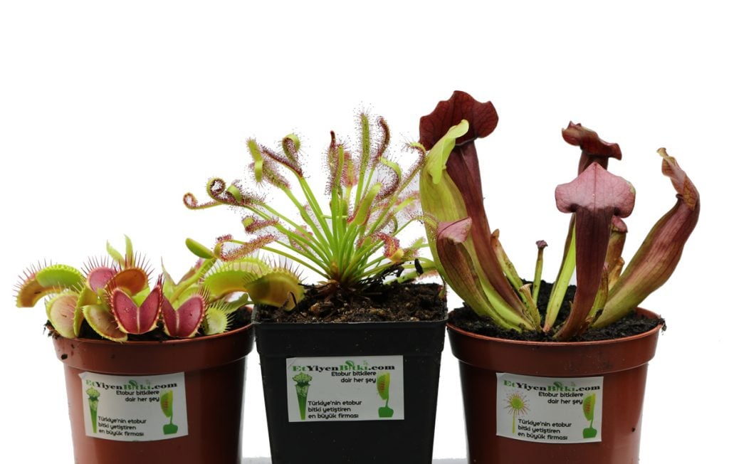 Etobur Bitki Seti | Et Yiyen Bitki