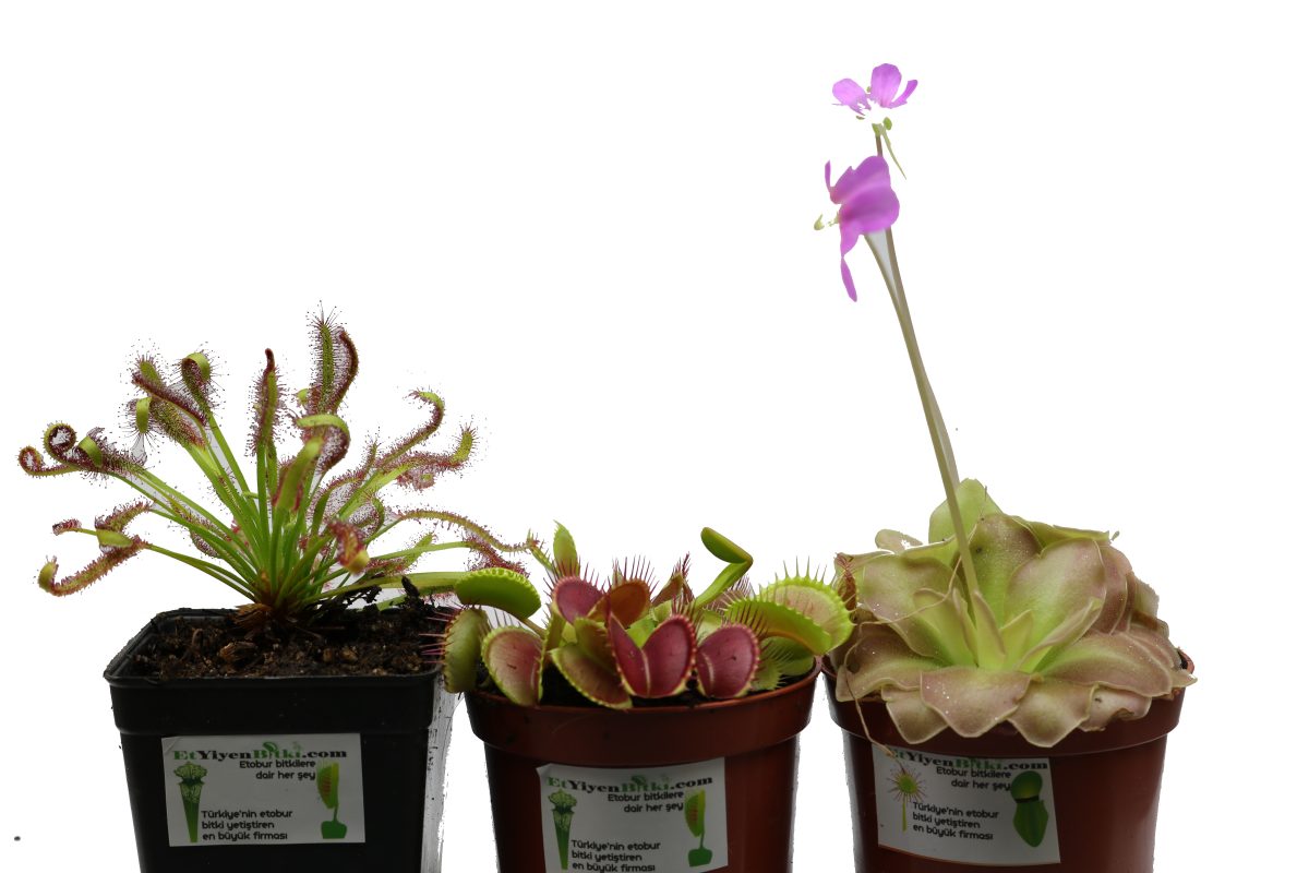 Et Yiyen Bitkileri Canlı ve Tohum