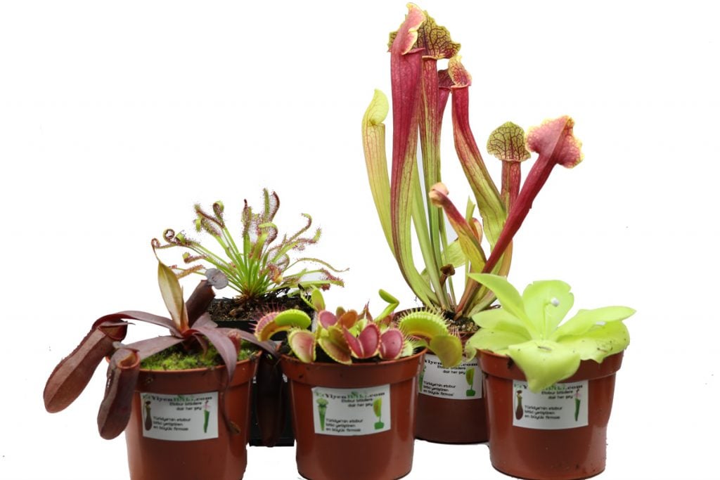 Etobur Bitki 5li Set Canlı Saksıda Dikili | Et Yiyen Bitki